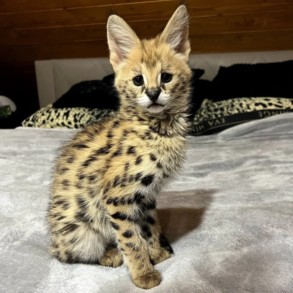 Accueil - Acheter Chat Savannah F1 - Acheter Chat Serval